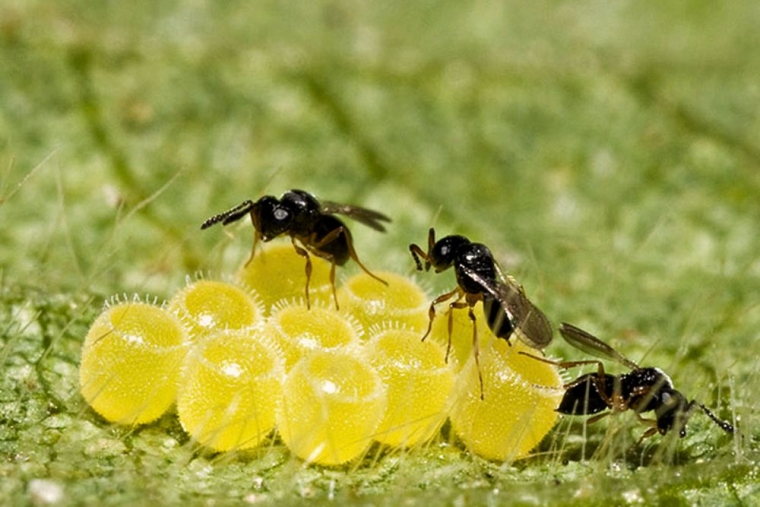 História do Controle Biológico – Dronefy